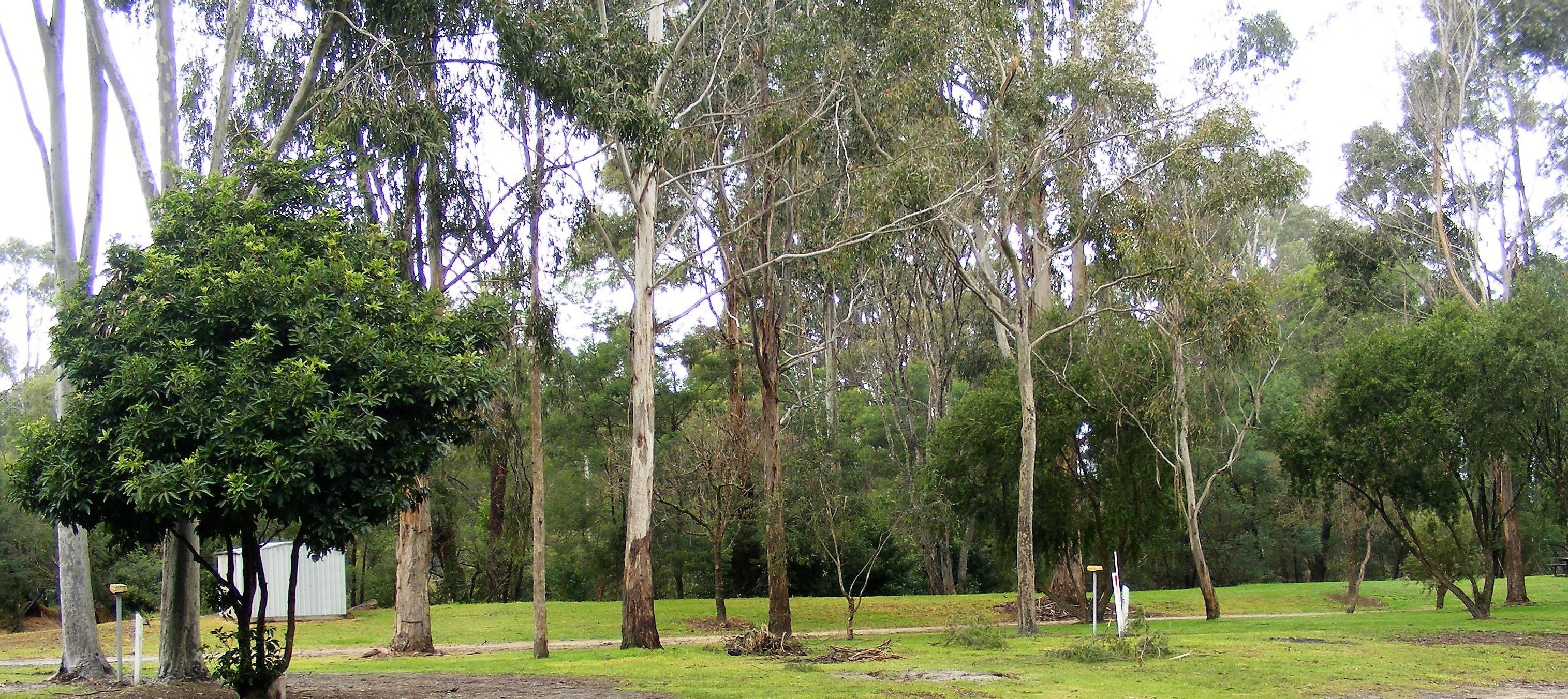 Cann River Rainforest Caravan Park | Holiday Park in Victoria | Total ...